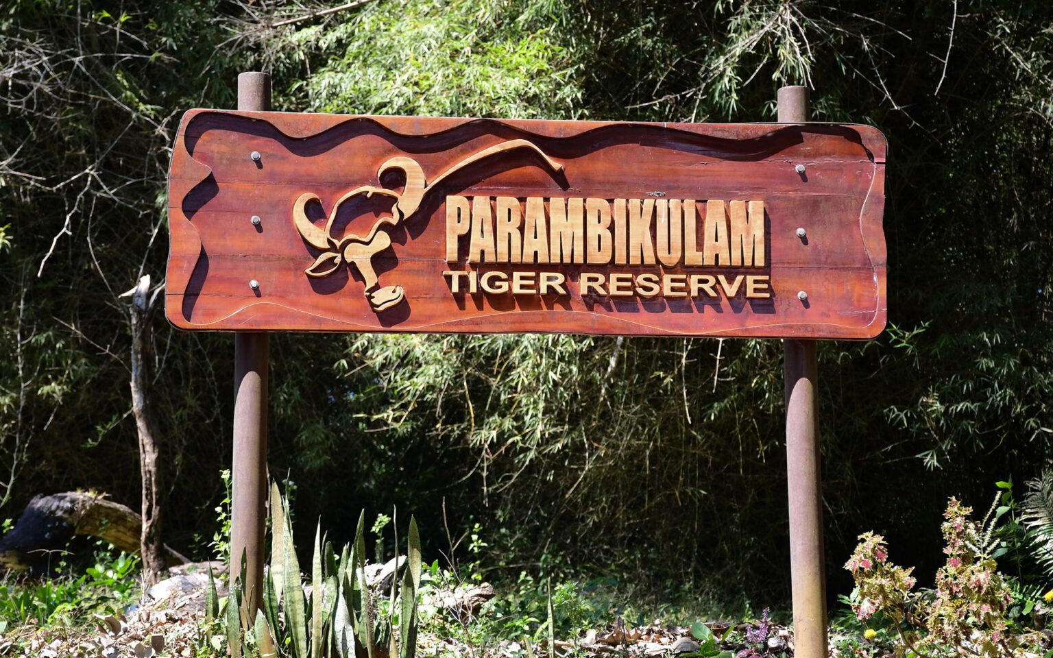 Parambikulam Tiger Reserve: Ultimate Guide to Cost, Safari & Timings